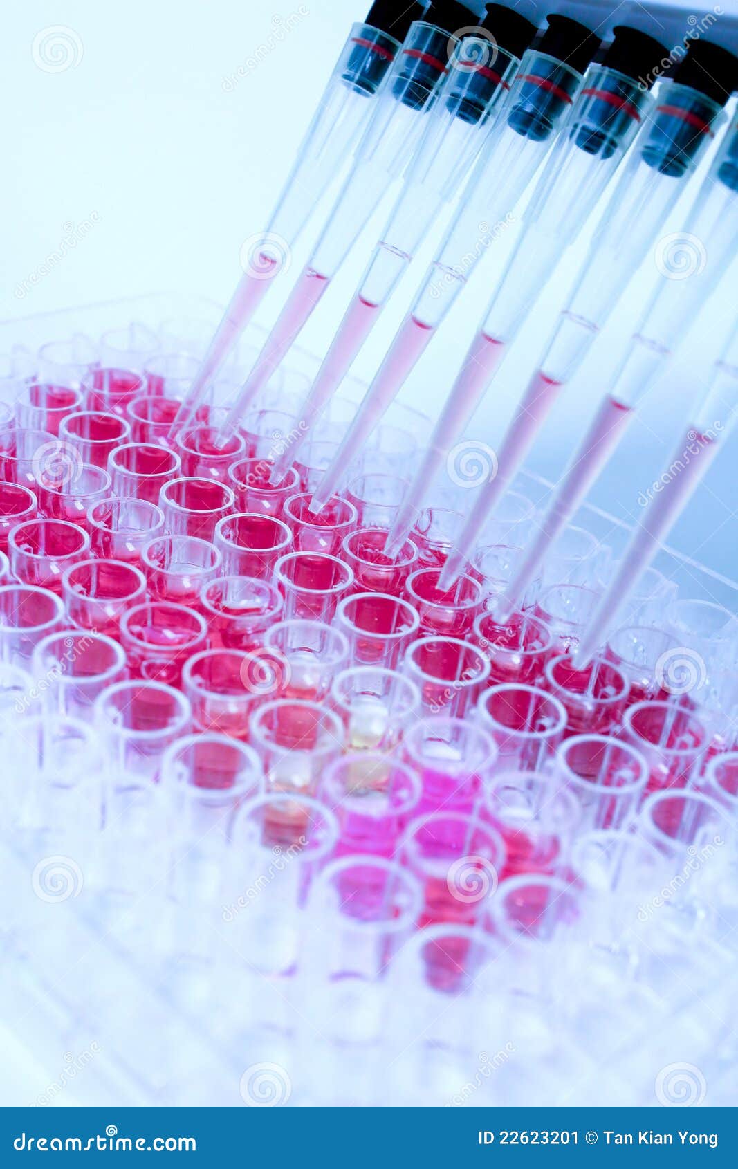 Science Experiment stock image. Image of scientific, tray - 22623201