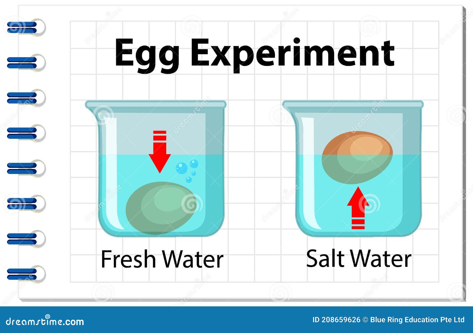 Science Experiment with Egg Float Test Stock Vector - Illustration of ...