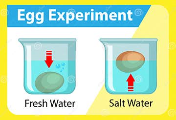 Science Experiment with Egg Float Test Stock Vector - Illustration of ...