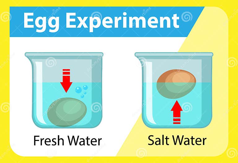 Science Experiment with Egg Float Test Stock Vector - Illustration of ...