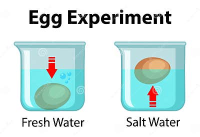 Science Experiment with Egg Float Test Stock Vector - Illustration of ...