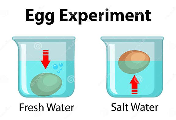 Science Experiment with Egg Float Test Stock Vector - Illustration of ...