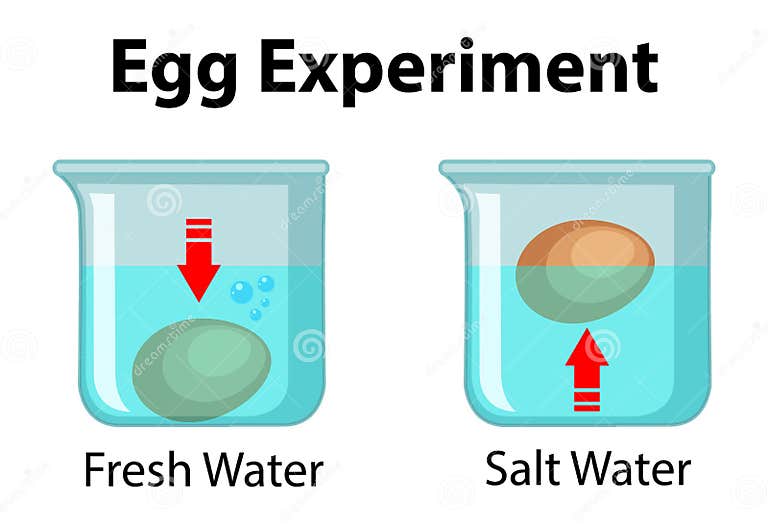 Science Experiment with Egg Float Test Stock Vector - Illustration of ...