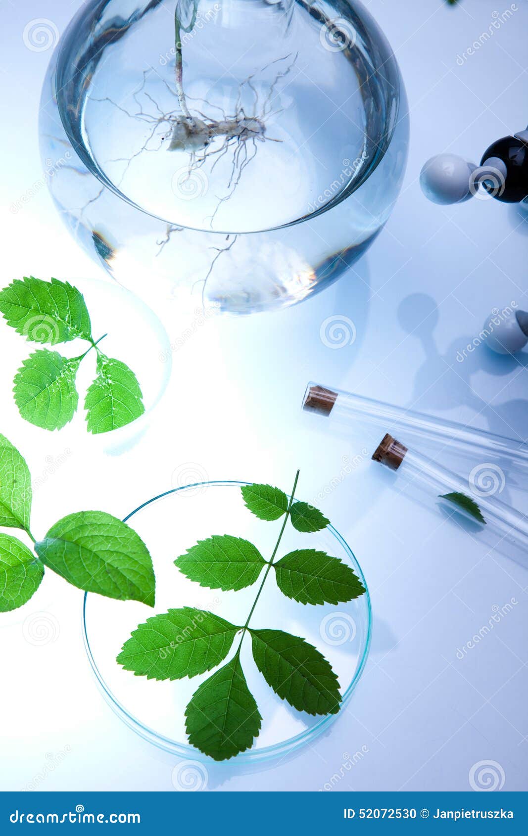 Science Experiment with Plant Laboratory Stock Photo - Image of ...