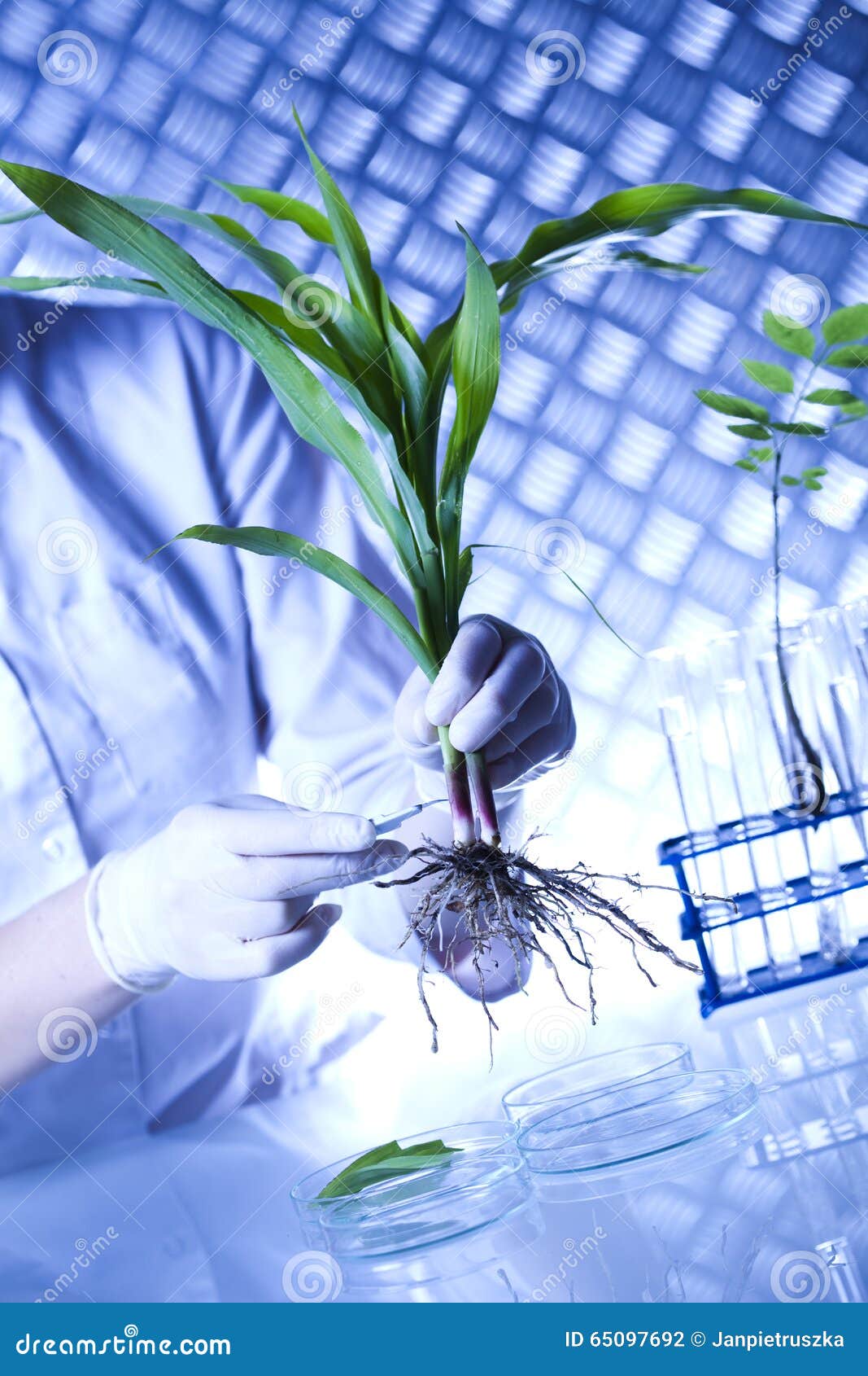 Science Experiment with Plant Laboratory Stock Photo - Image of ...