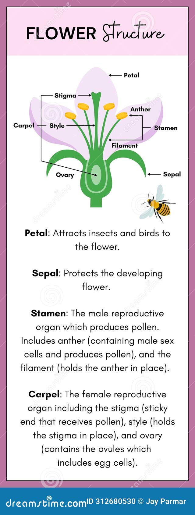 Science Flower Structure INFOGRAPHIC Stock Illustration - Illustration ...