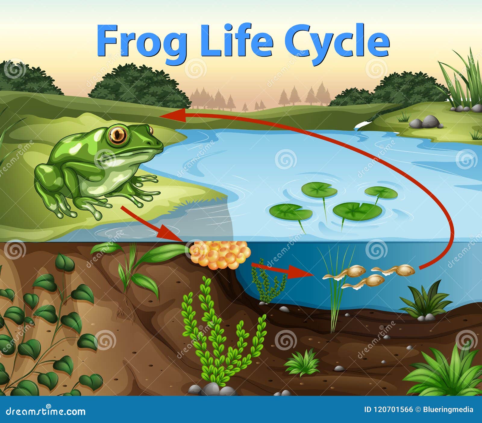 Blue Dart Frog Life Cycle