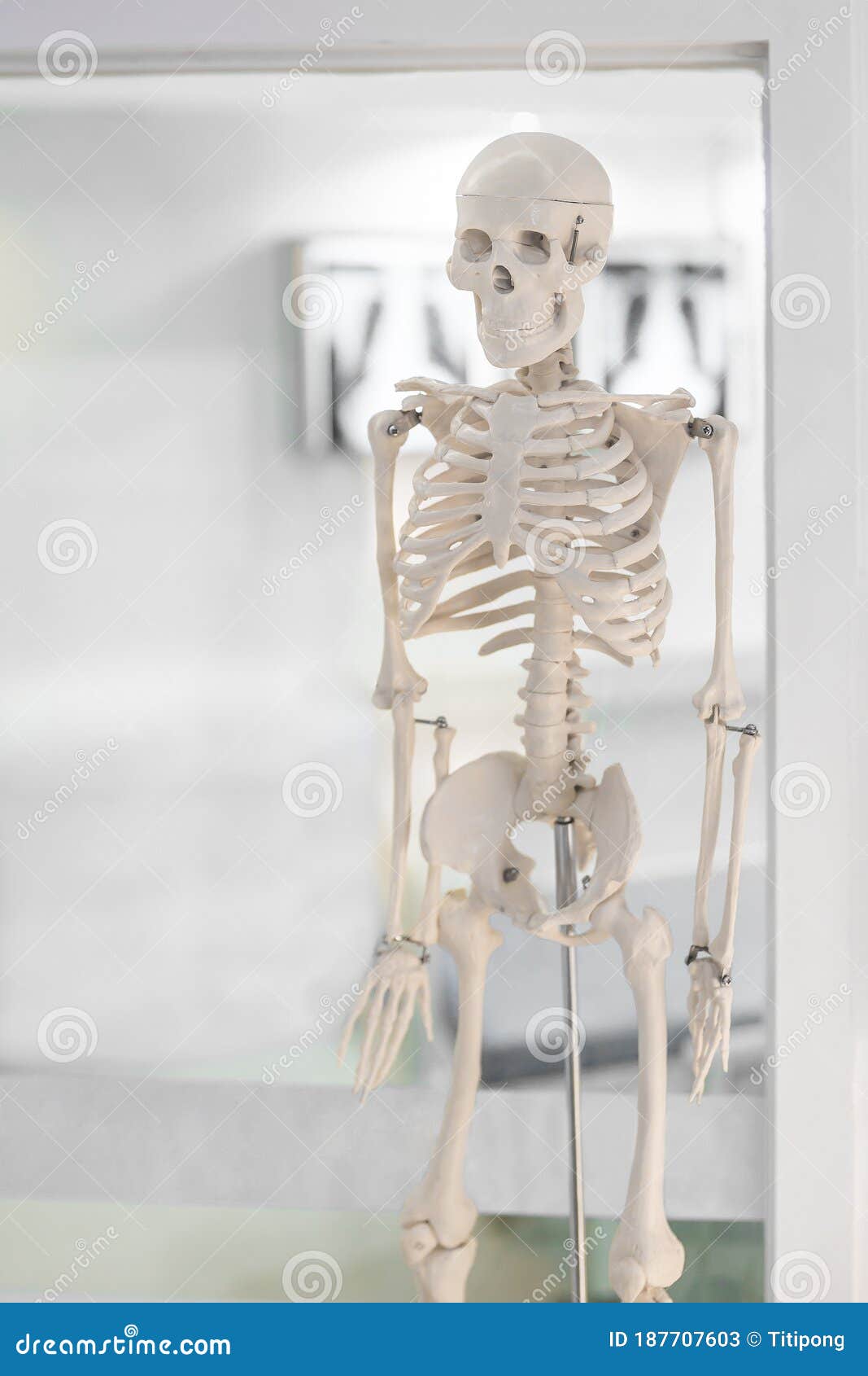 In a Science Lab with a Human Skeleton Stock Image - Image of ...
