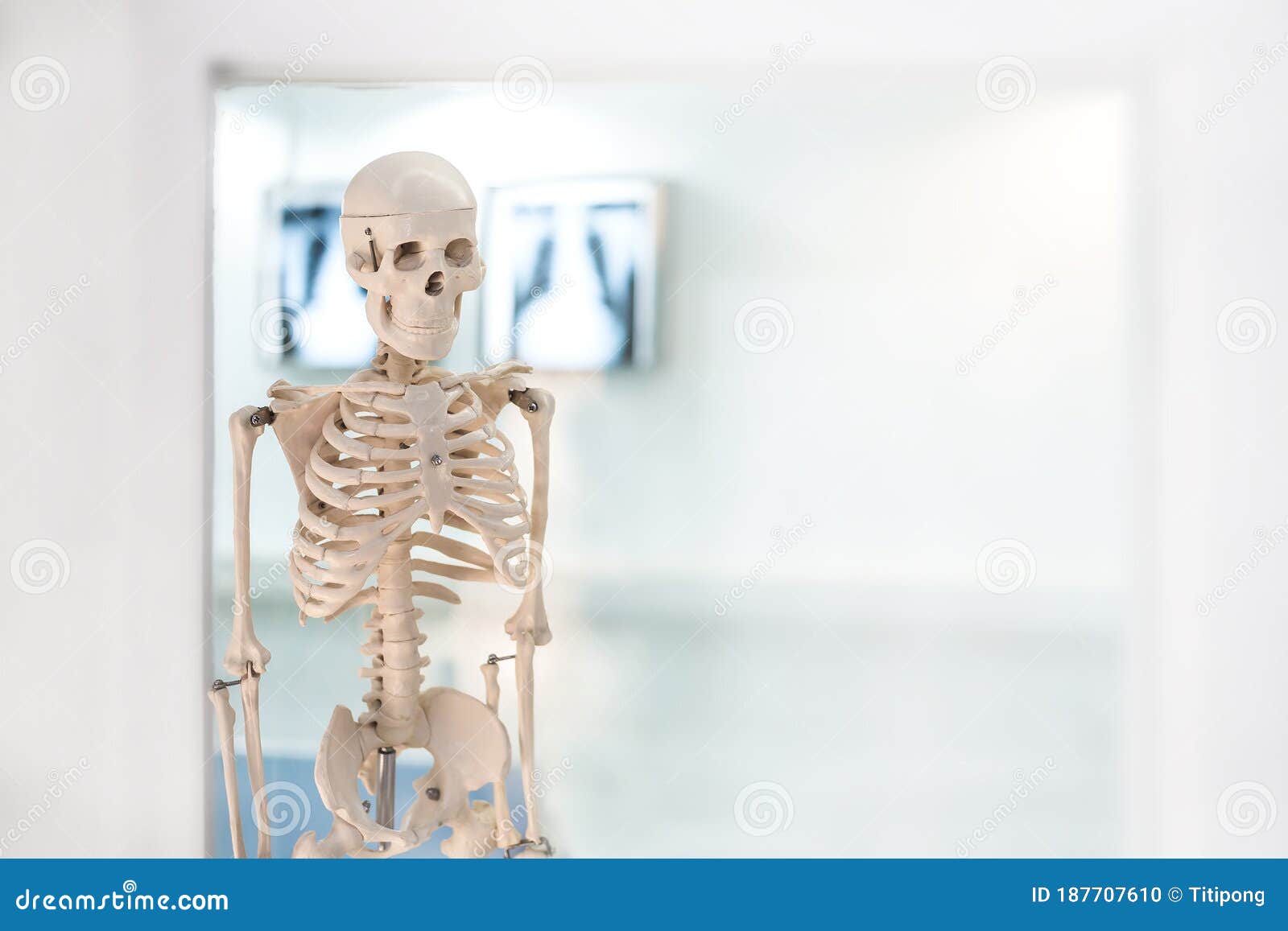In a Science Lab with a Human Skeleton Stock Photo - Image of ...