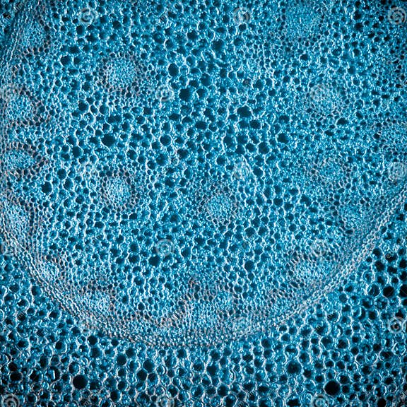 Science Micrograph Plant Root Stock Photo - Image of microscopic ...