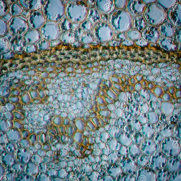 Science Micrograph Plant Root Stock Image - Image of macro, cellular ...