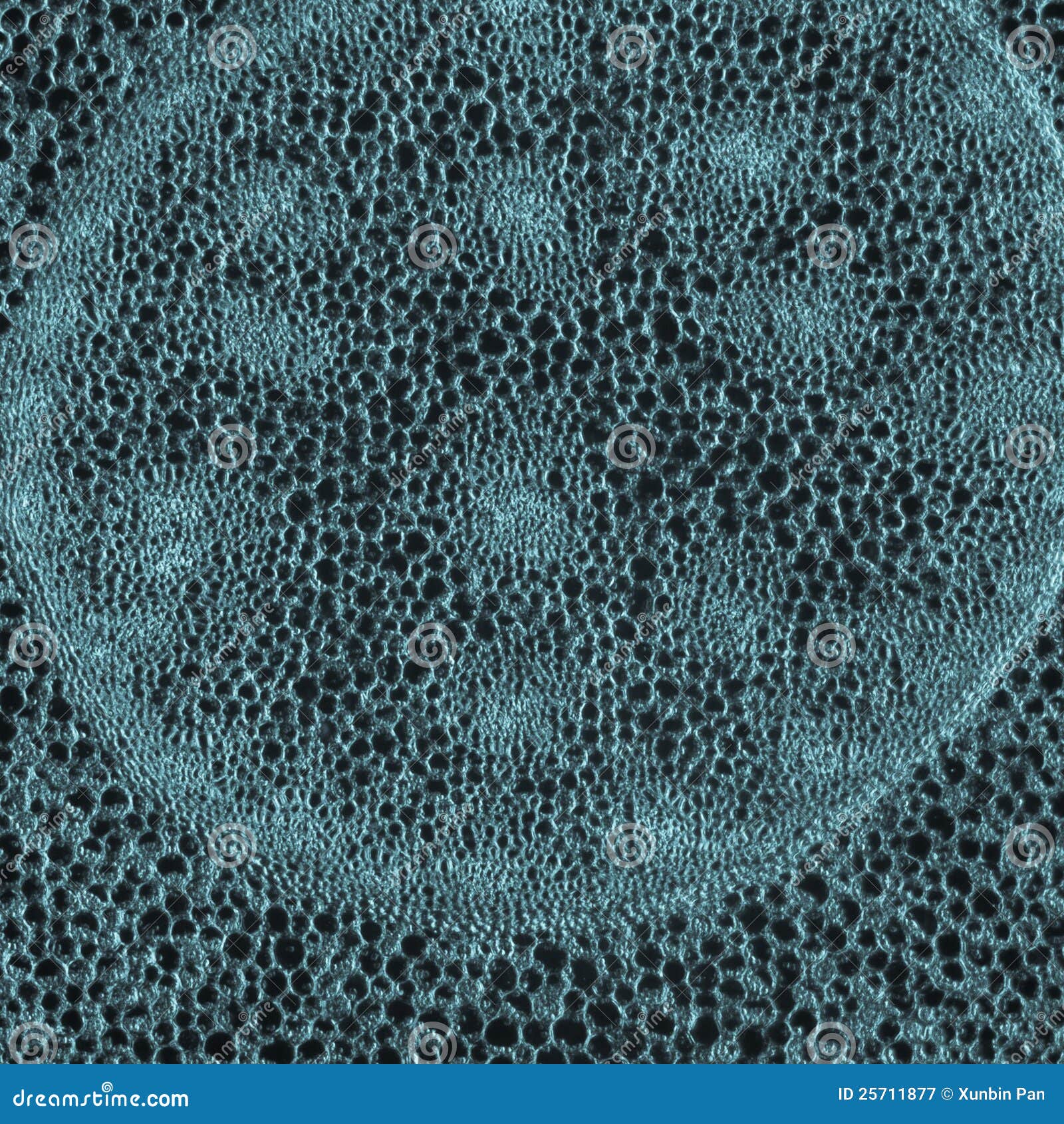 Science Micrograph Plant Root Stock Image - Image of color, microscope ...