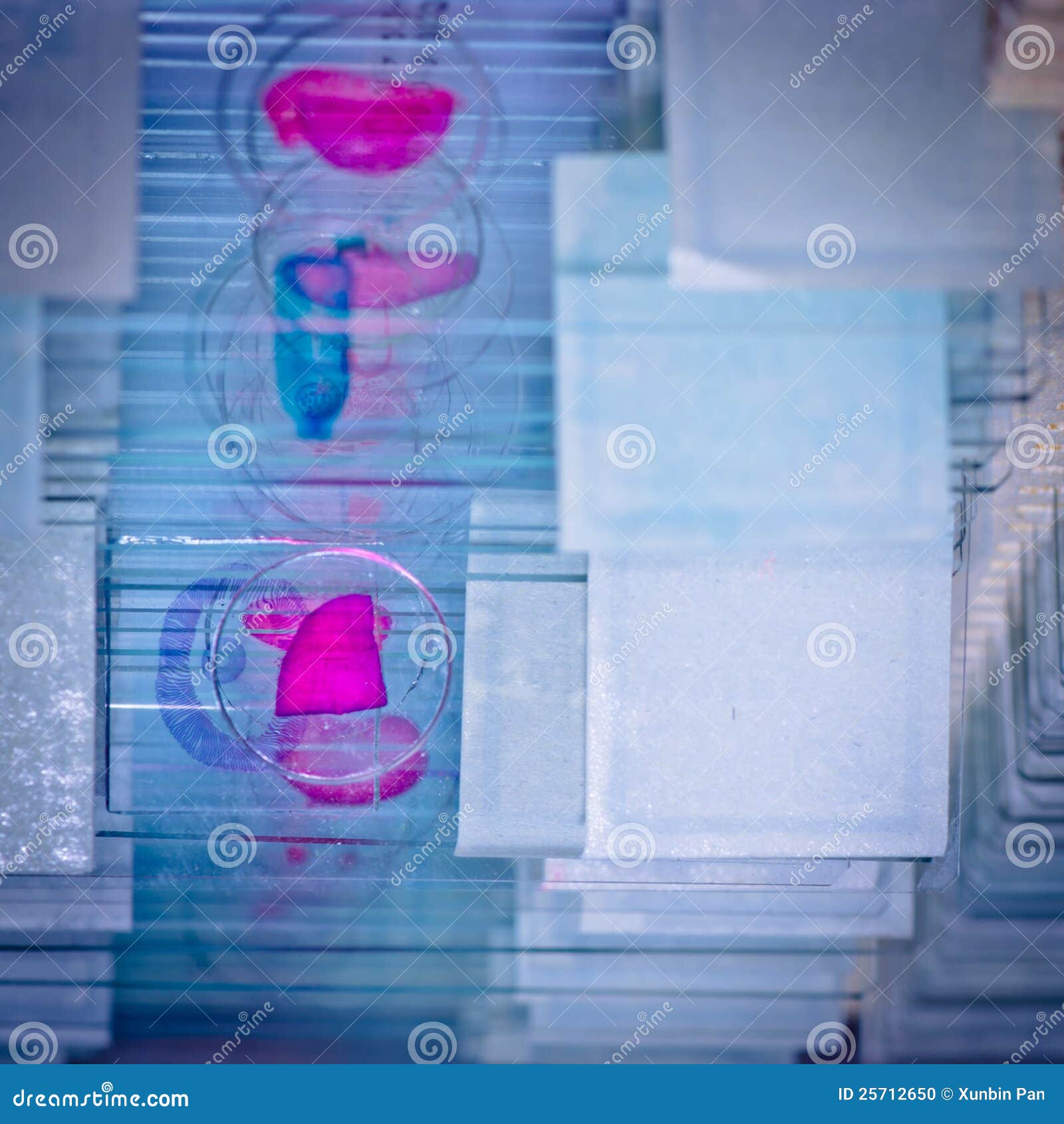 Science microscope slide stock photo. Image of blue, histology - 25712650