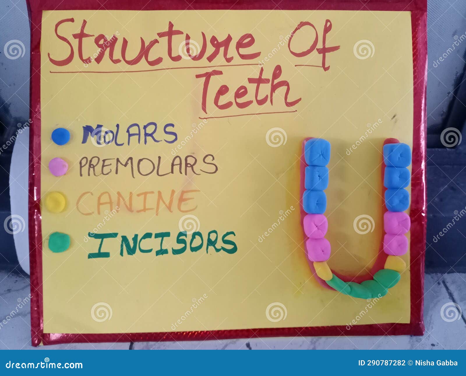 Science Model Structure of Teeth for Class 7 Stock Photo - Image of ...