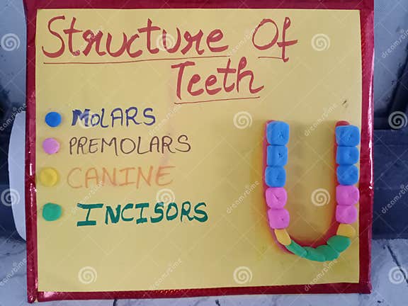 Science Model Structure of Teeth for Class 7 Stock Photo - Image of ...