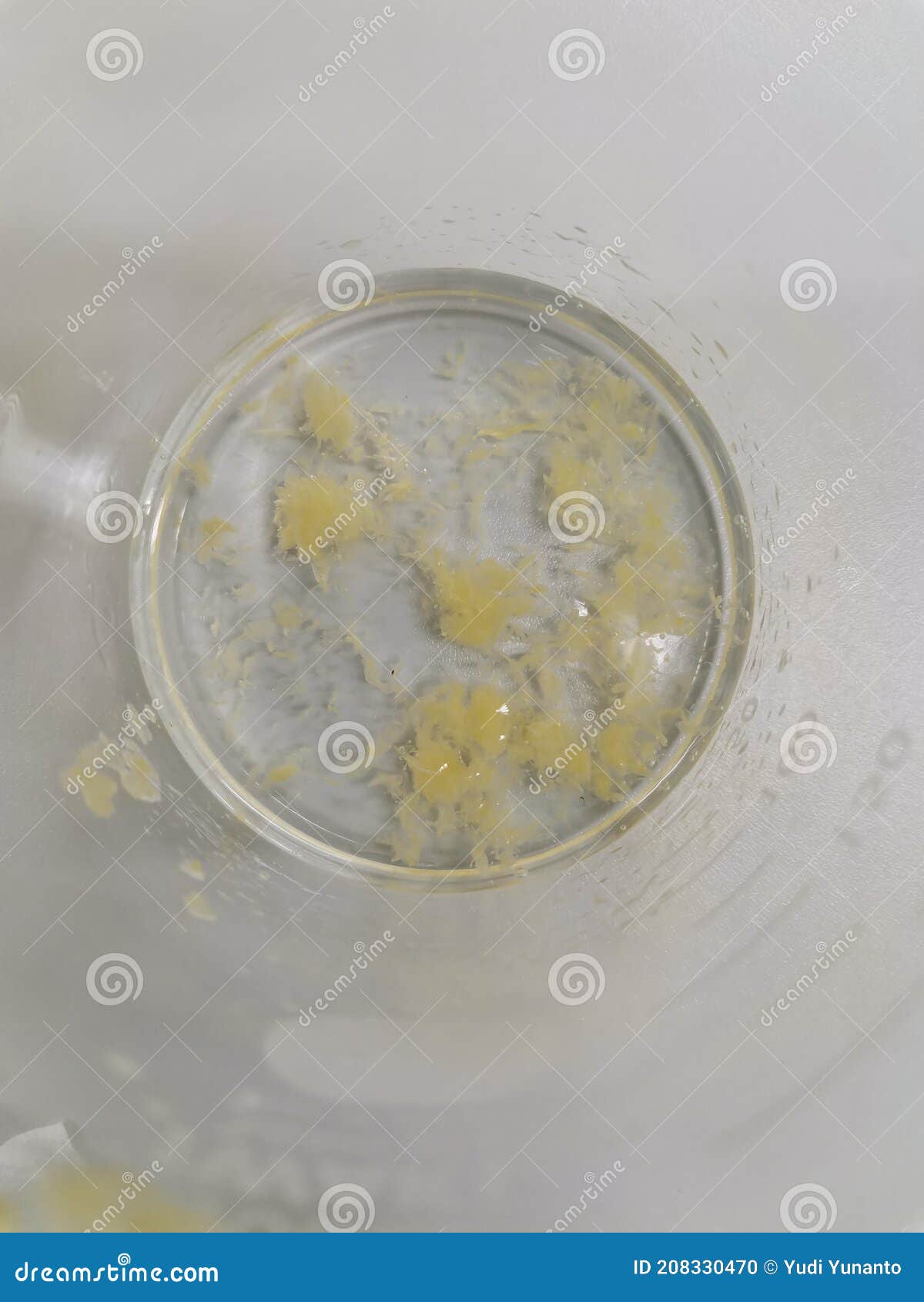 Science Petri Dish Yellow Matter Stock Photo - Image of hand, produce ...