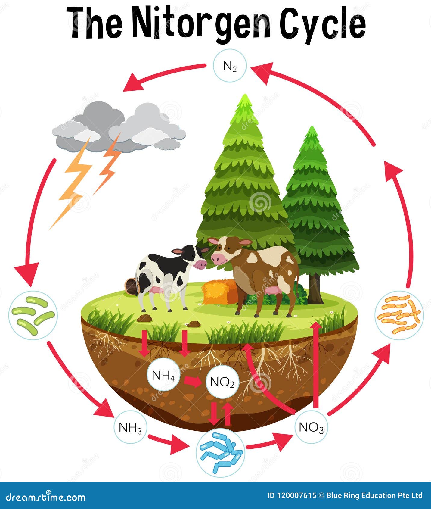 A Science Poster of Nitrogen Cycle Stock Vector - Illustration of ... A Science Poster of Nitrogen Cycle Stock Vector - Illustration of ...