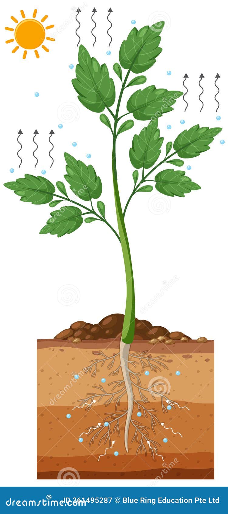 Science Transpiration in Plants Stock Vector - Illustration of ...
