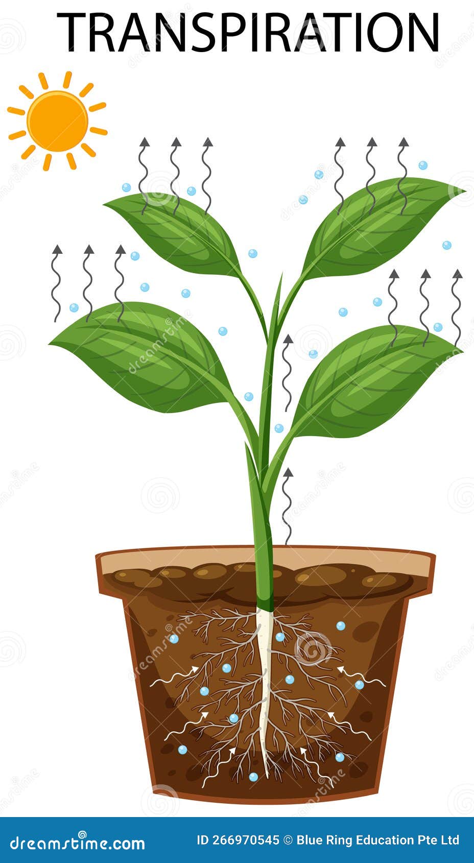 Science Transpiration in Plants Stock Vector - Illustration of school ...