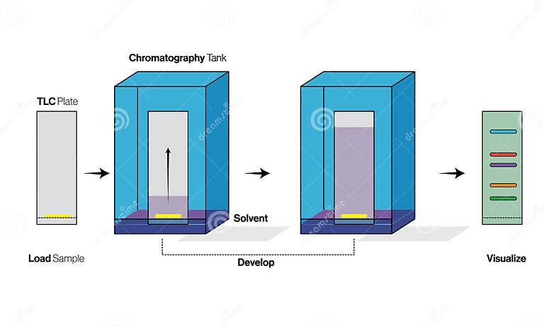 Detailed Vector Illustration of Thin Layer Chromatography Technique on a White Background for ...