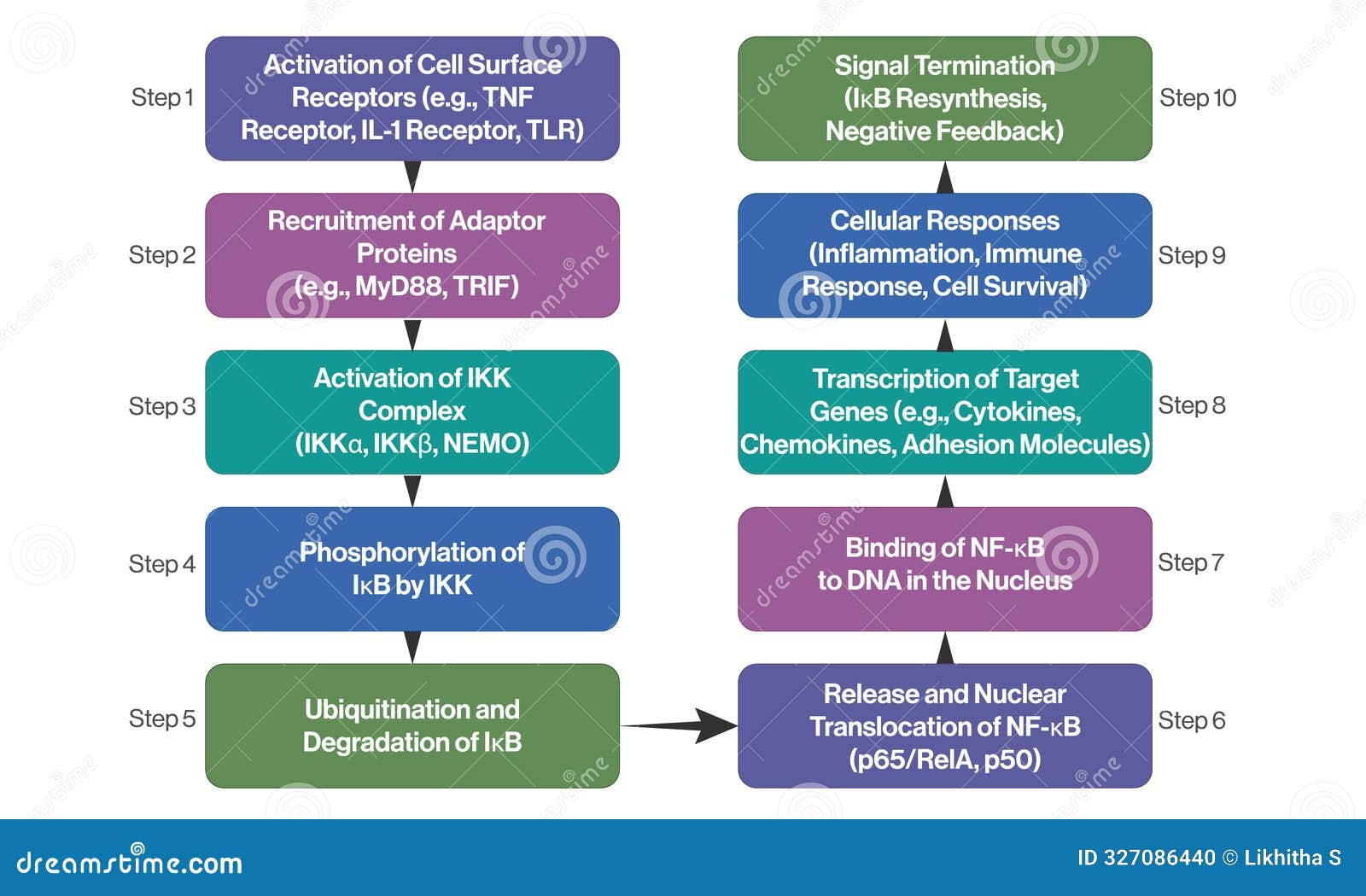 The NF ?B Signaling Network, Comprehensive Vector Flowchart on a Clean ...