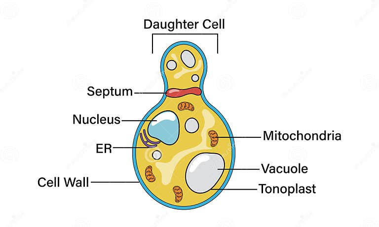 Detailed Vector Illustration Of Yeast Cell Structure On A White Background For Scientific And