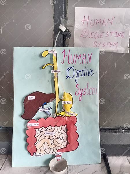 Science Working Model of Human Digestive System Stock Image - Image of ...