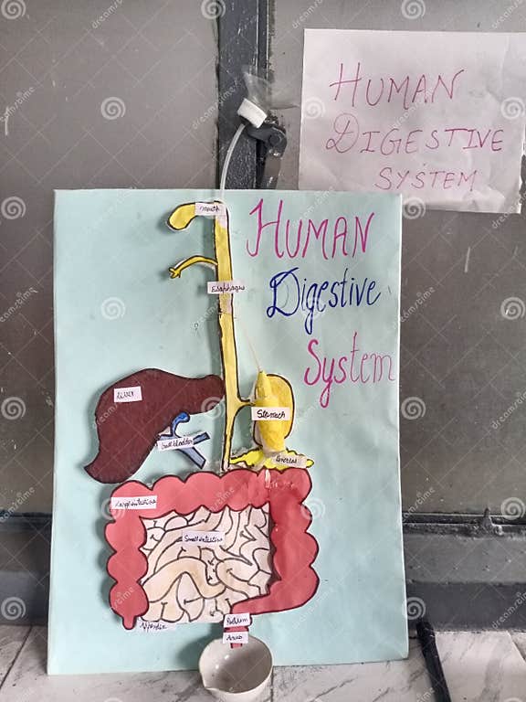 Science Working Model of Human Digestive System Stock Image - Image of ...