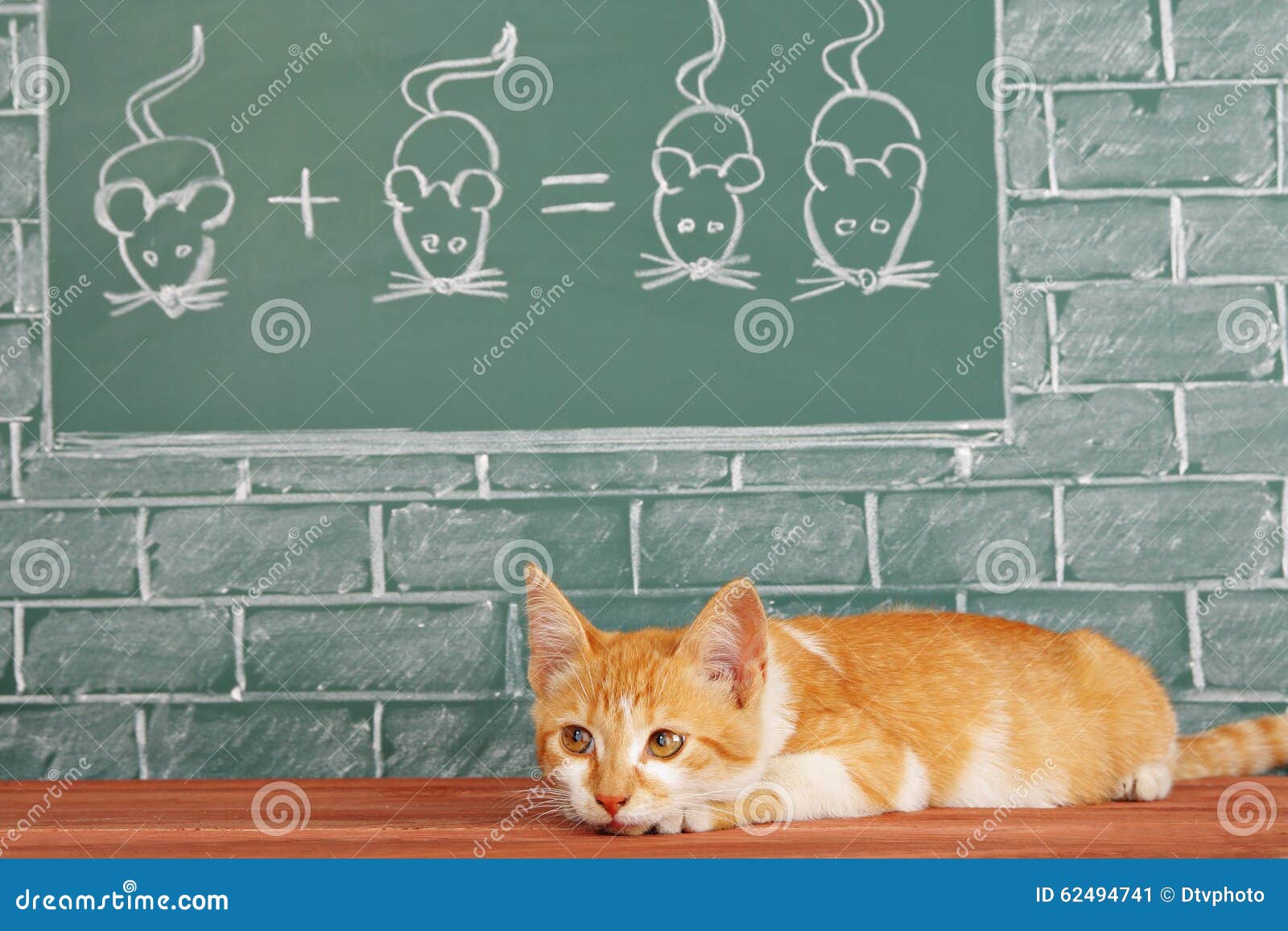 Cat Studied Mathematics Stock Image | CartoonDealer.com #90229921