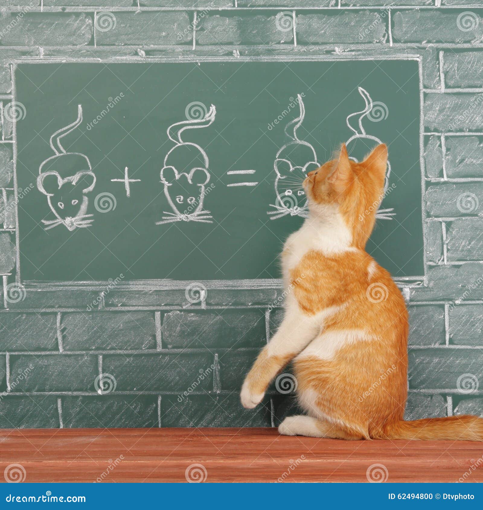 Cat Studied Mathematics Stock Image | CartoonDealer.com #90229921