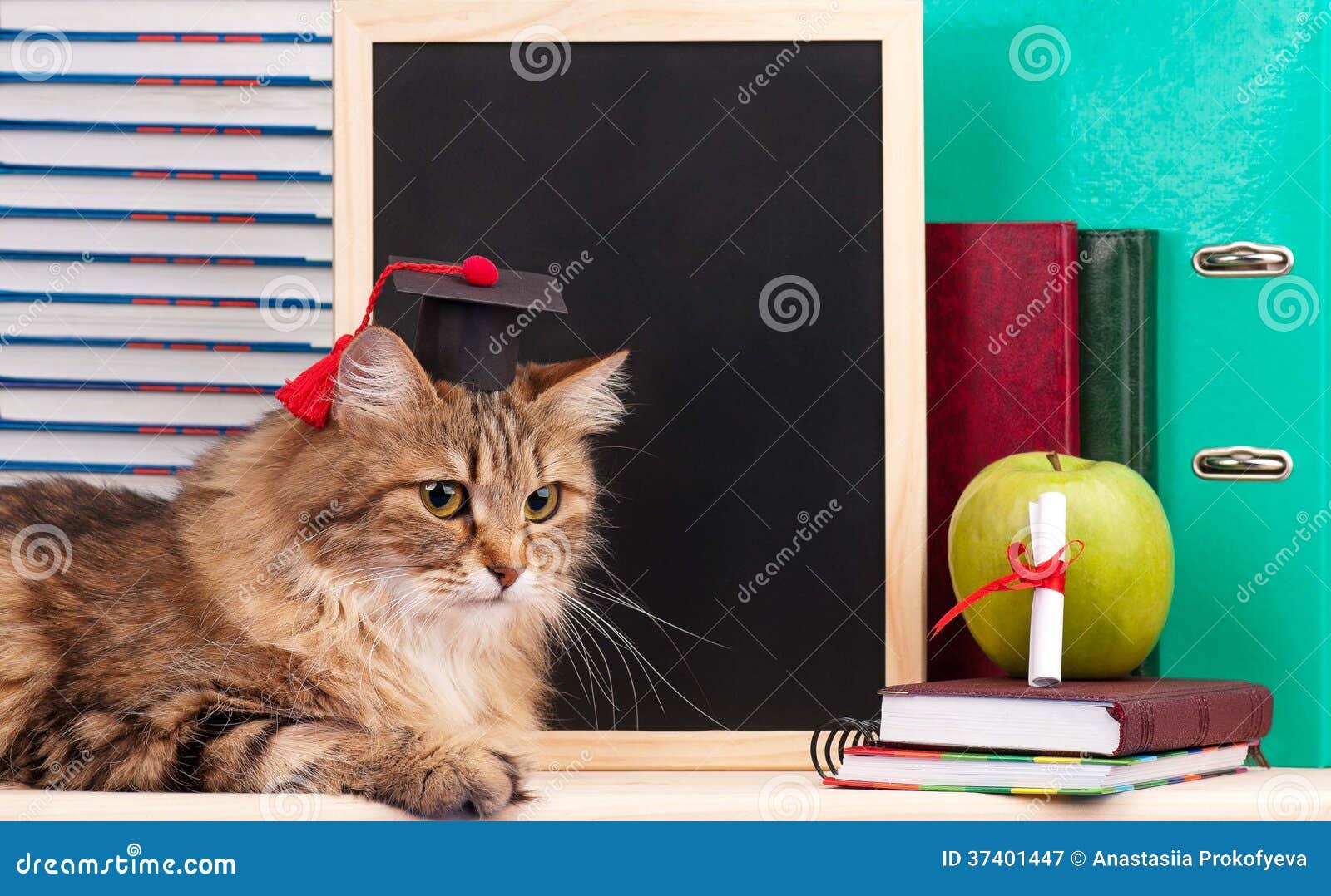 Scientific cat stock image. Image of academic, copyspace - 37401447