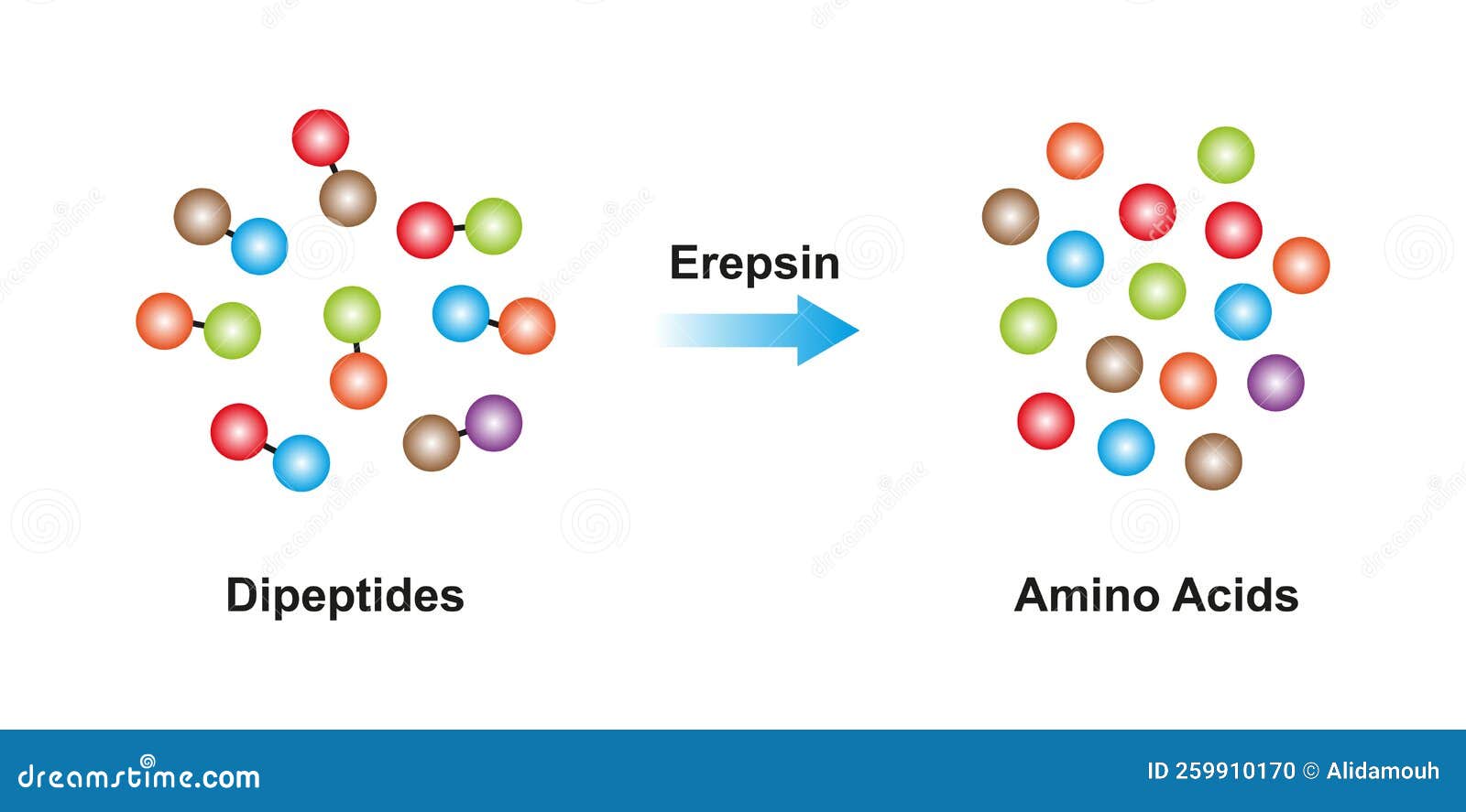 Dipeptides Cartoons, Illustrations & Vector Stock Images - 10 Pictures ...