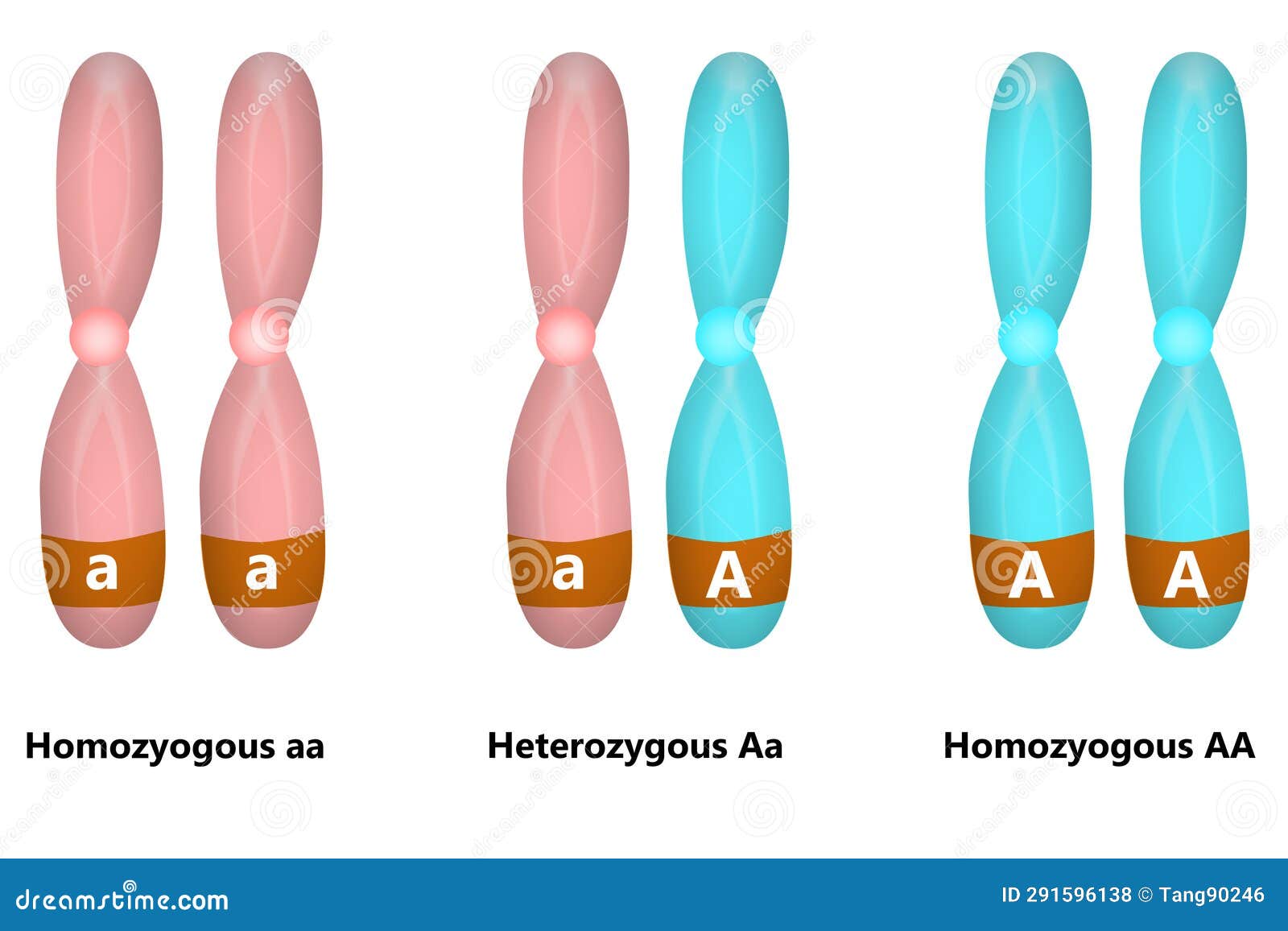 Scientific Designing of Homozygous and Heterozygous Chromosomes Stock ... Scientific Designing of Homozygous and Heterozygous Chromosomes Stock ...