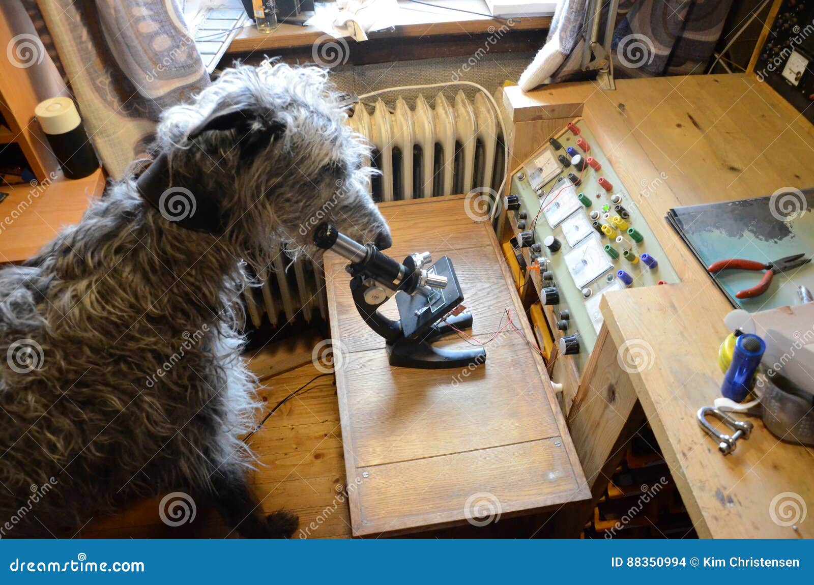 Scientific Dog stock photo. Image of nosey, experiment - 88350994