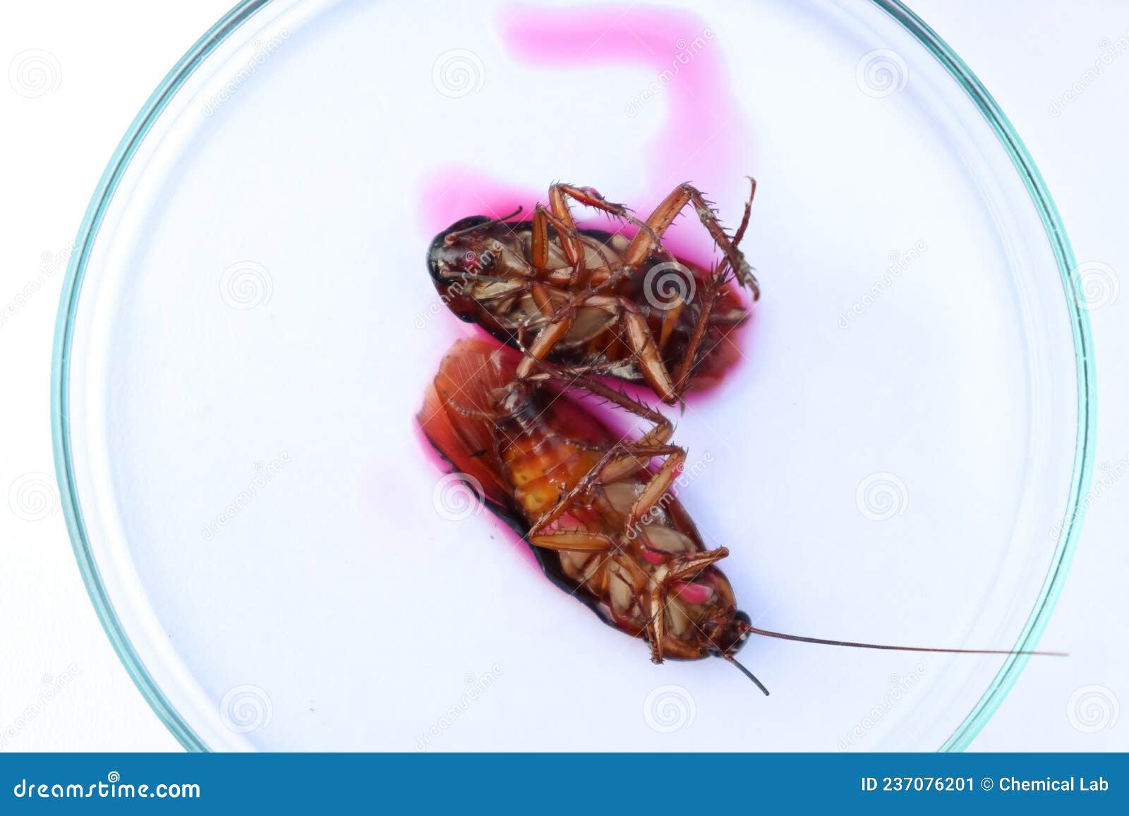 Scientific Experiments with Cockroach in the Laboratory Stock Image ...