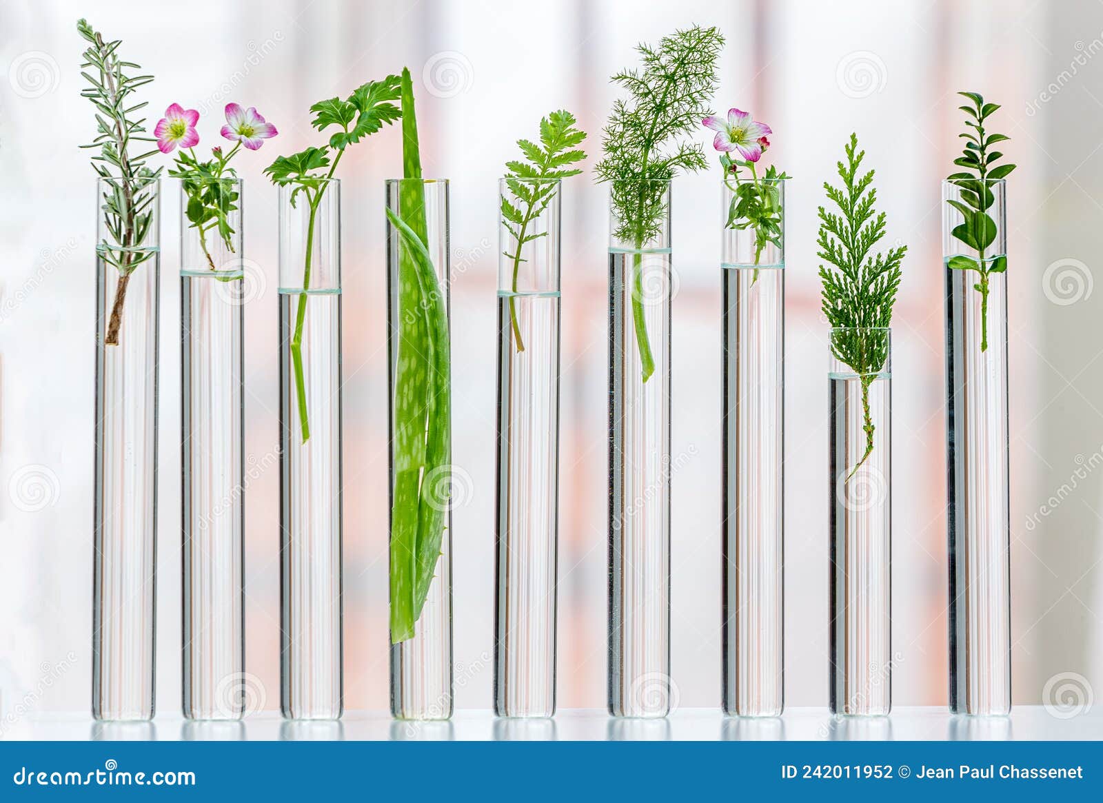 Scientific Experiments on Medicinal Plants Stock Photo - Image of ...