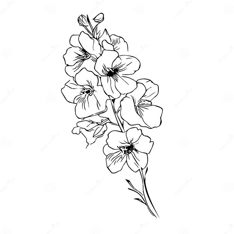 July Birth Flower Art Black And White Larkspur Flower Illustration