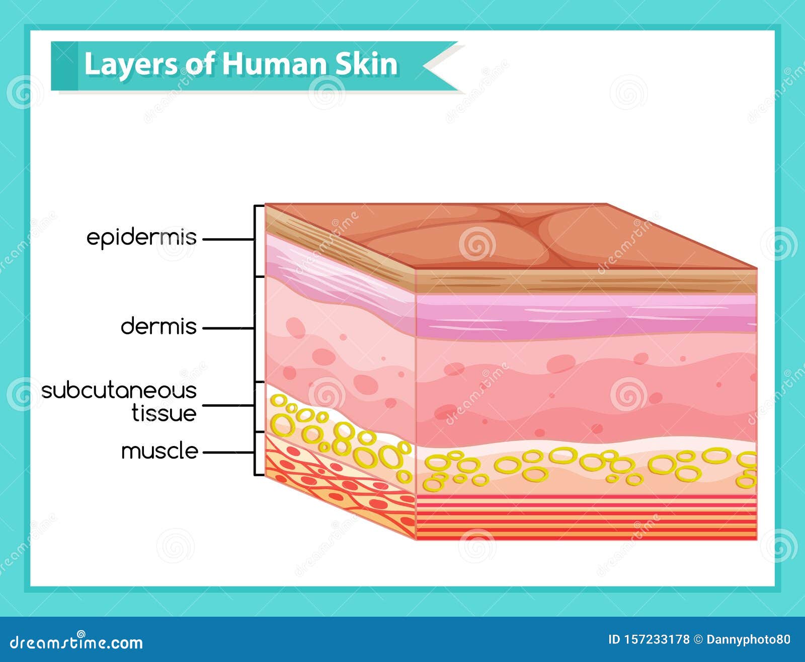 Scientific Medical Illustration of Human Skin Layers Stock Vector ... Scientific Medical Illustration of Human Skin Layers Stock Vector ...