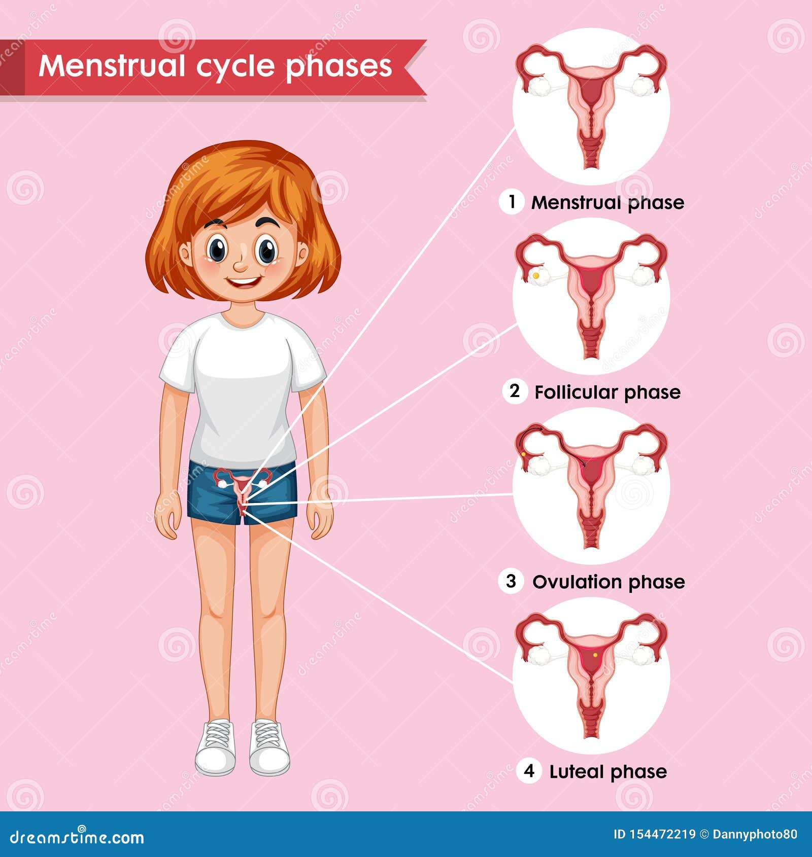 Scientific Medical Illustration Of Menstrual Cycle Stock Vector