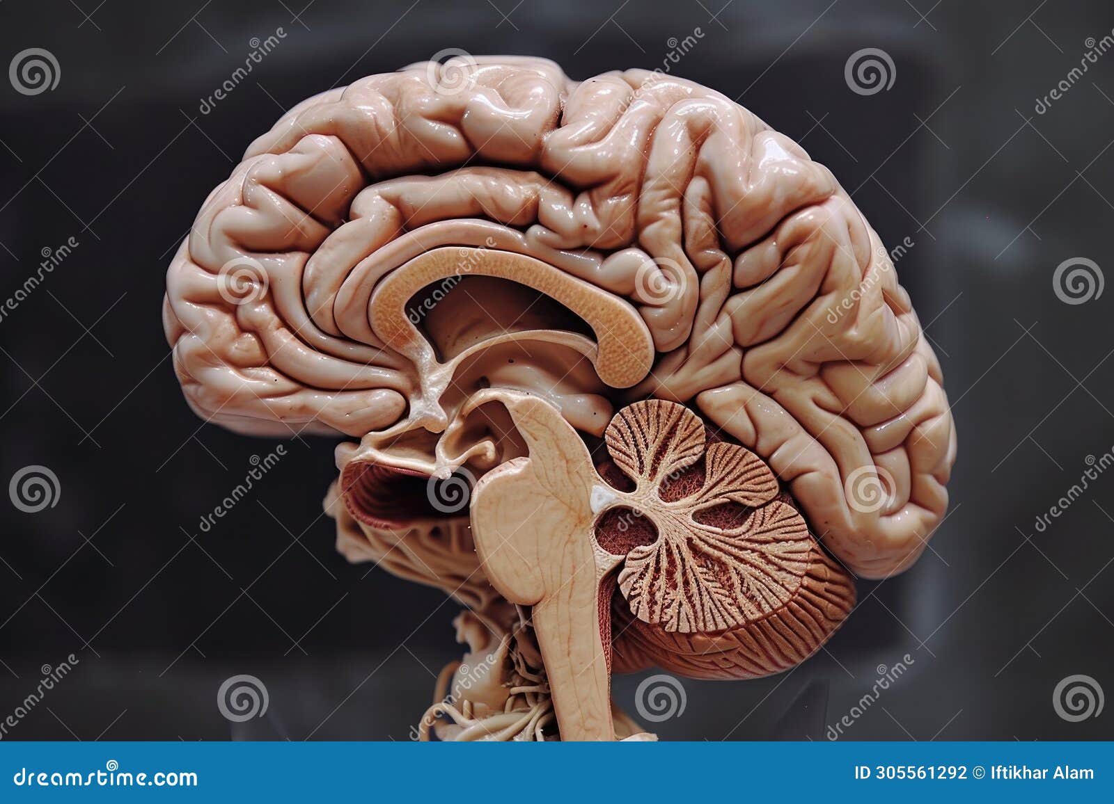A Scientific Model Showcasing the Internal Structure of a Human Head ...