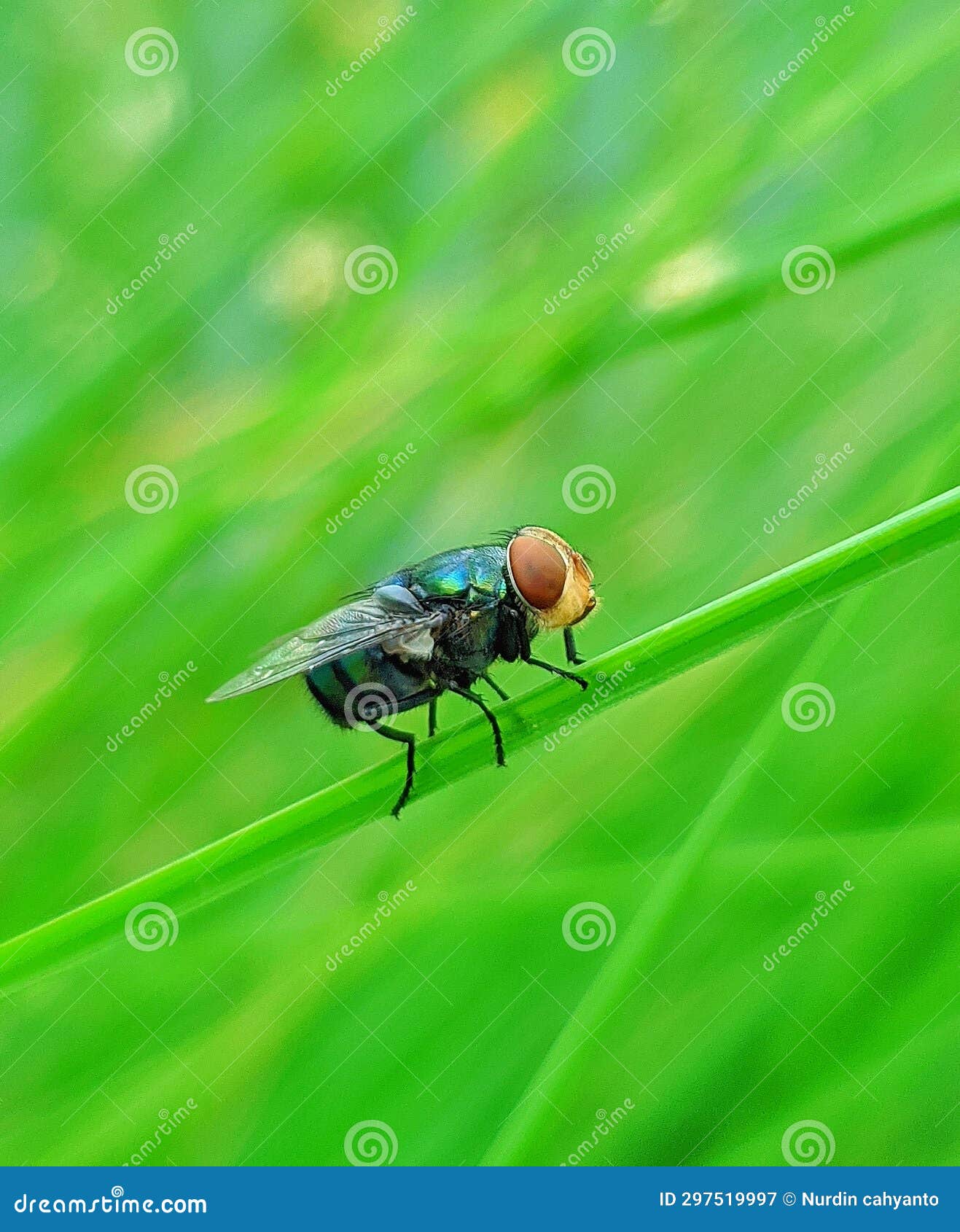 Scientific Name: Chrysomya Megacephala Stock Image - Image of arthropod ...