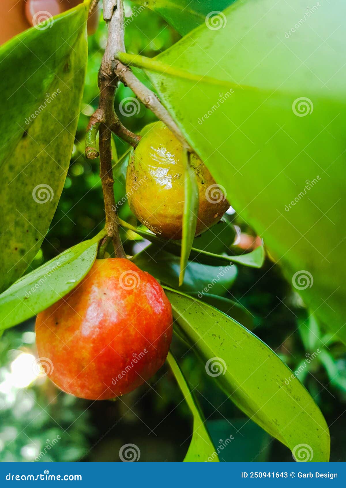 Strawberry Guava, Cattley Guava, Cherry Guava Fruit Stock Image - Image ... Strawberry Guava, Cattley Guava, Cherry Guava Fruit Stock Image - Image ...