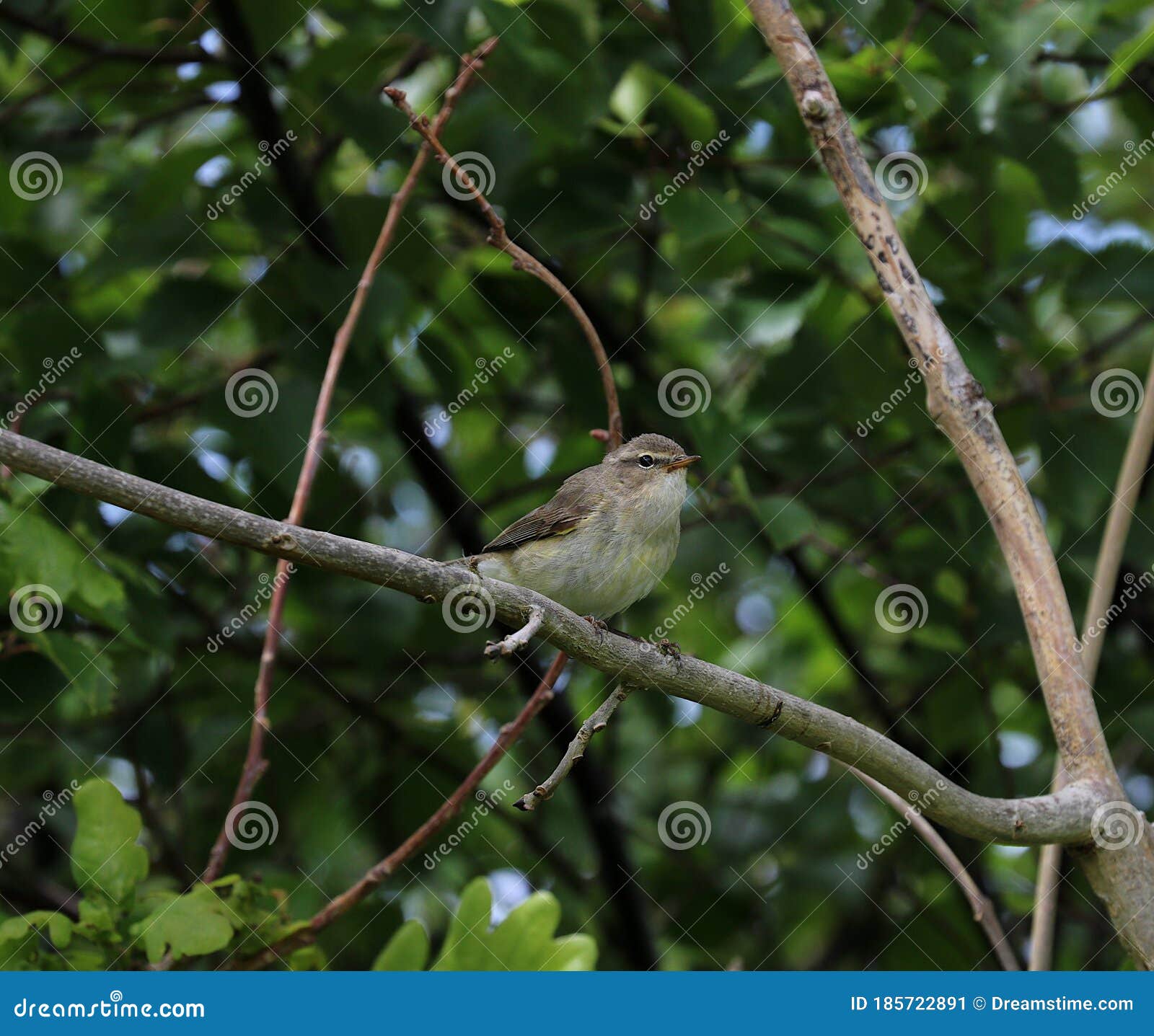 Profile of a Common Chiff Chaff Bird. Stock Image - Image of branch ...