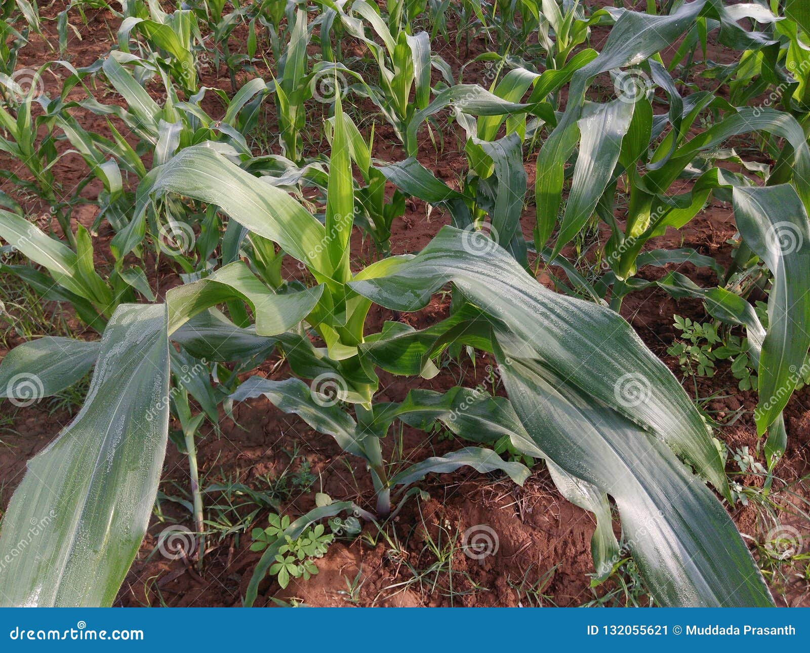 Little corn plants. stock image. Image of corn, plants - 132055621