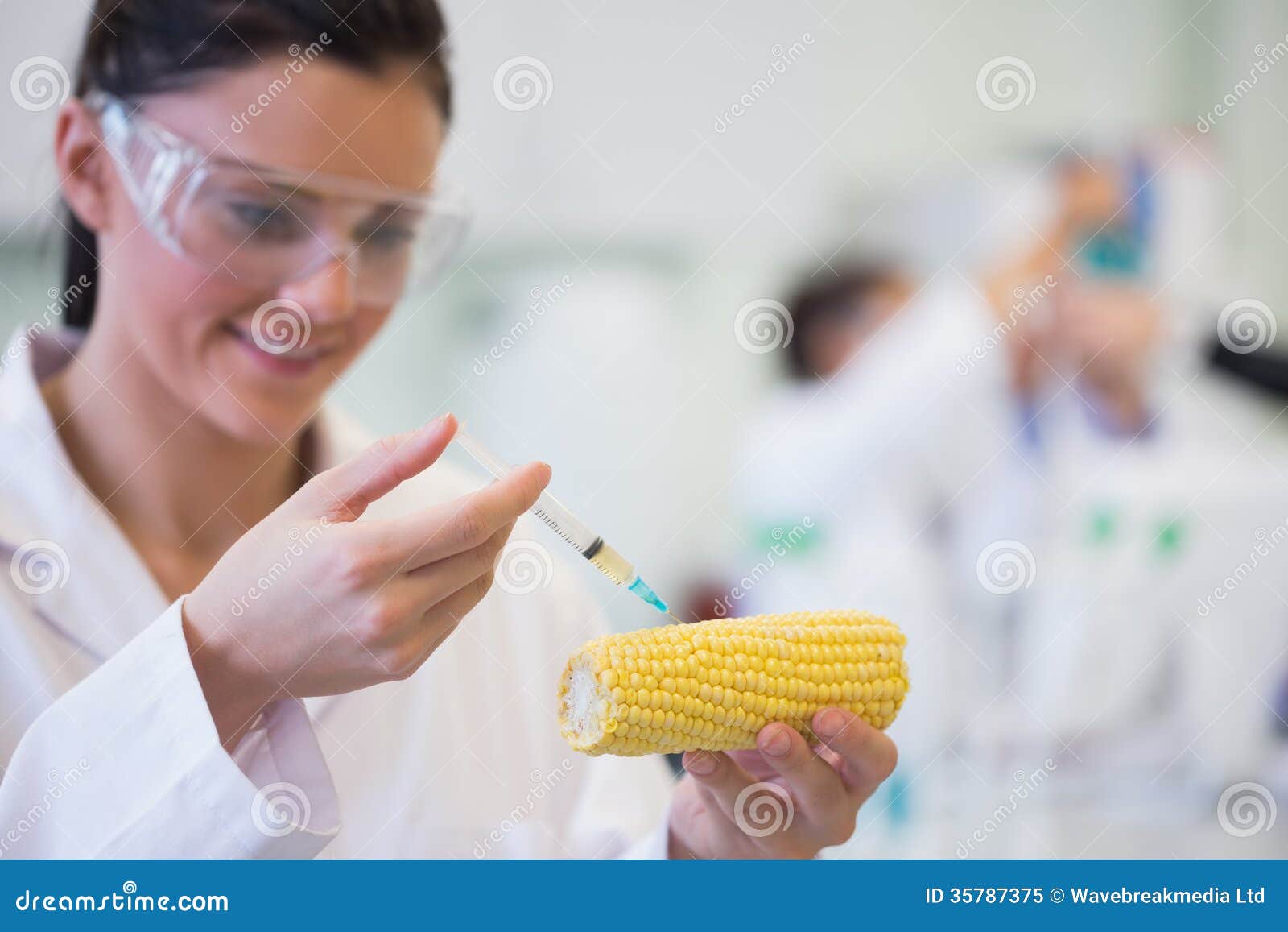 Scientific Researcher Injecting Corn Cob at Lab Stock Image - Image of ...