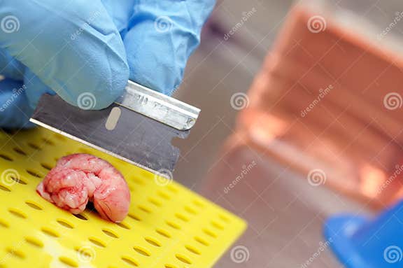 Scientific Test on Animal Brain at Lab Stock Image - Image of disease ...