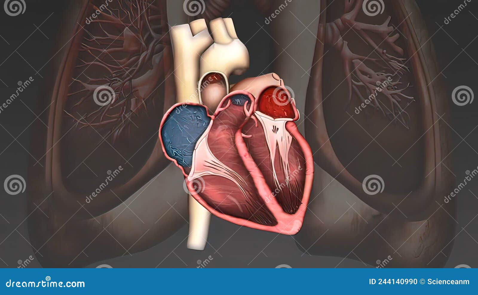 Scientifically Accurate Simulation of Blood Flow in the Heart Stock ... Scientifically Accurate Simulation of Blood Flow in the Heart Stock ...