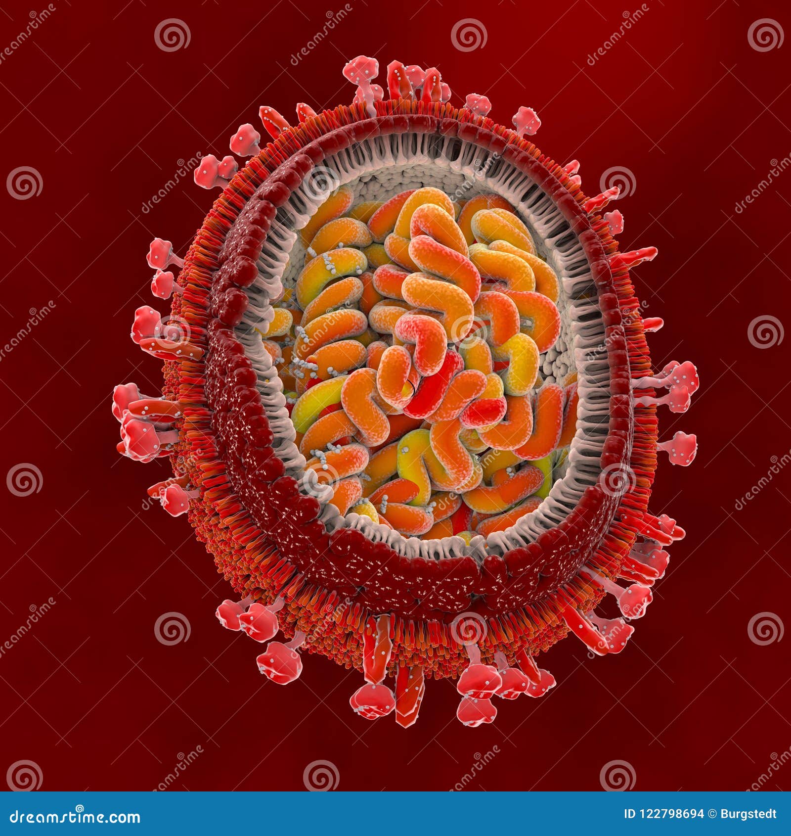 Scientifically Correct Illustration Of The Internal Structure Of A ...