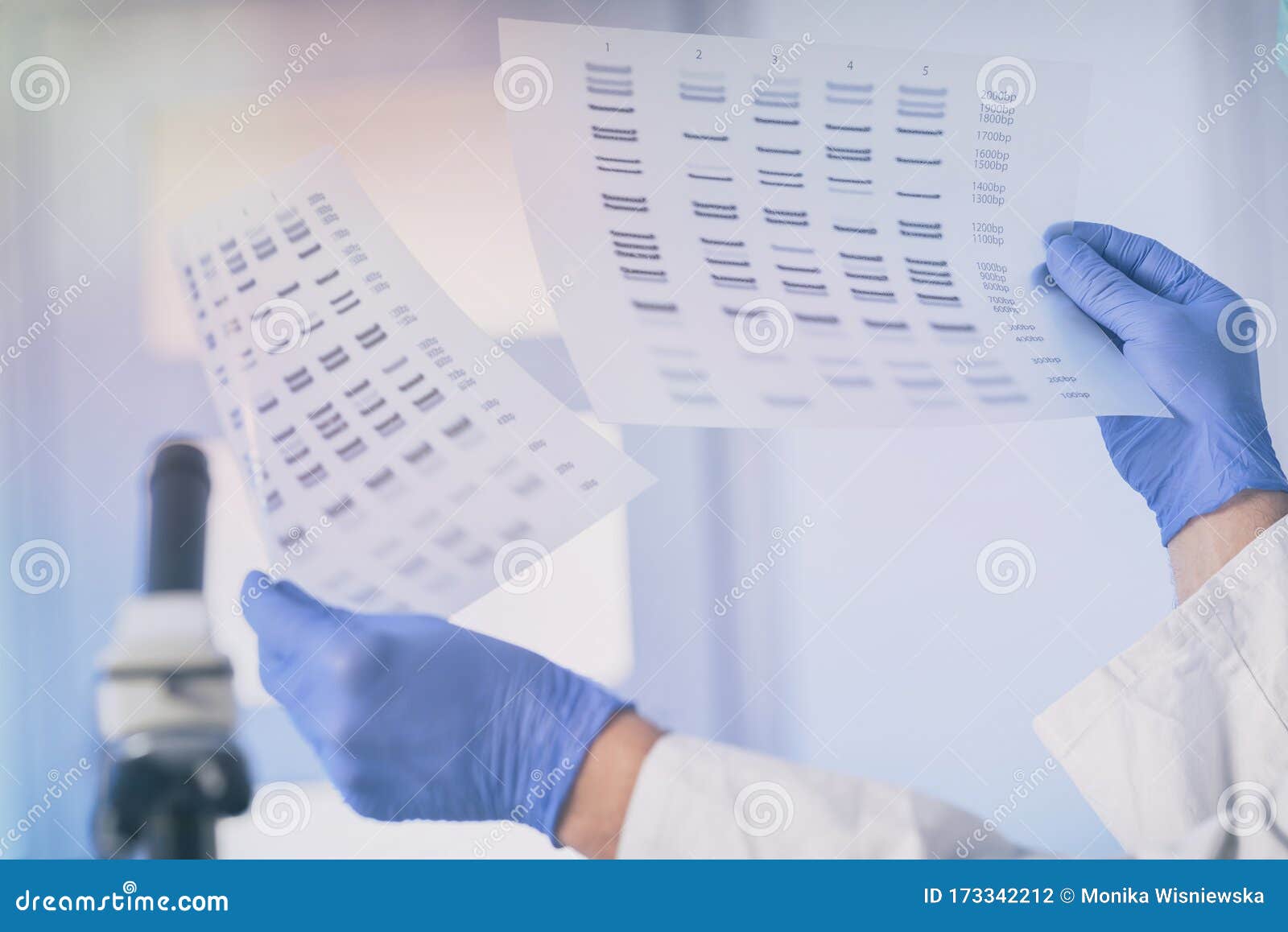 Scientist Analizing DNA Sequence Stock Photo - Image of development ...