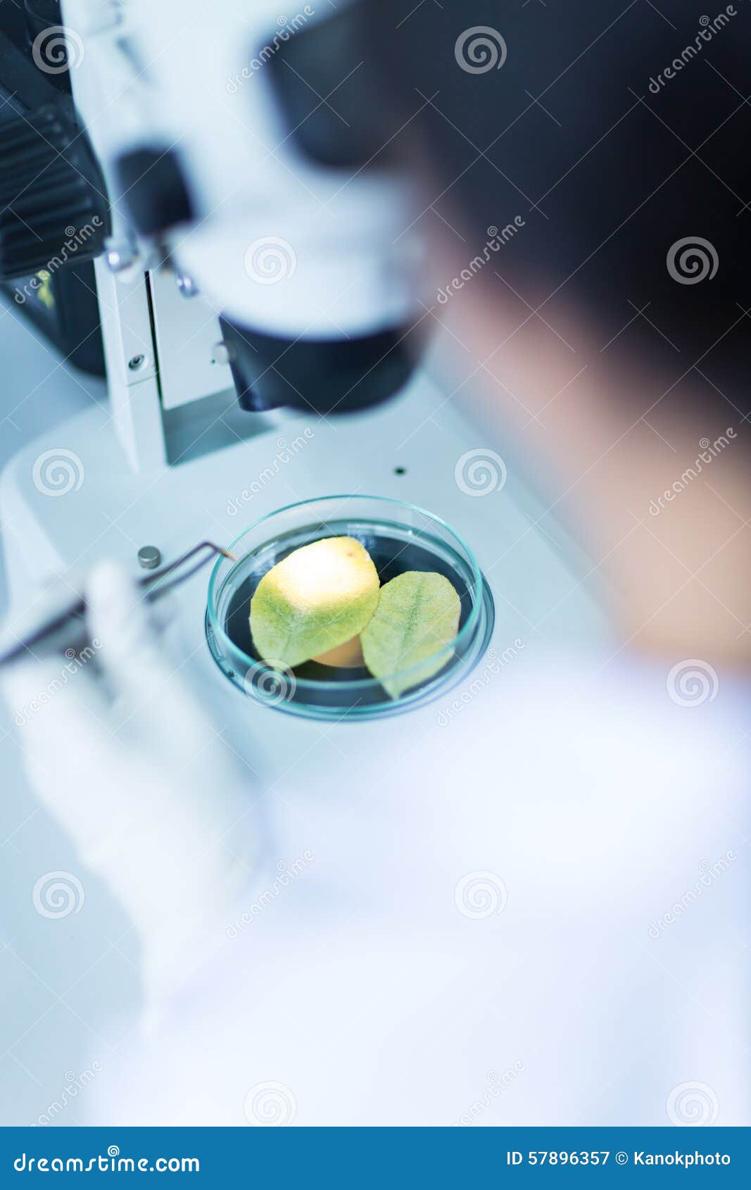 Stereo Microscope Inside A Laminar Flow Cabinet Stock Photo ...